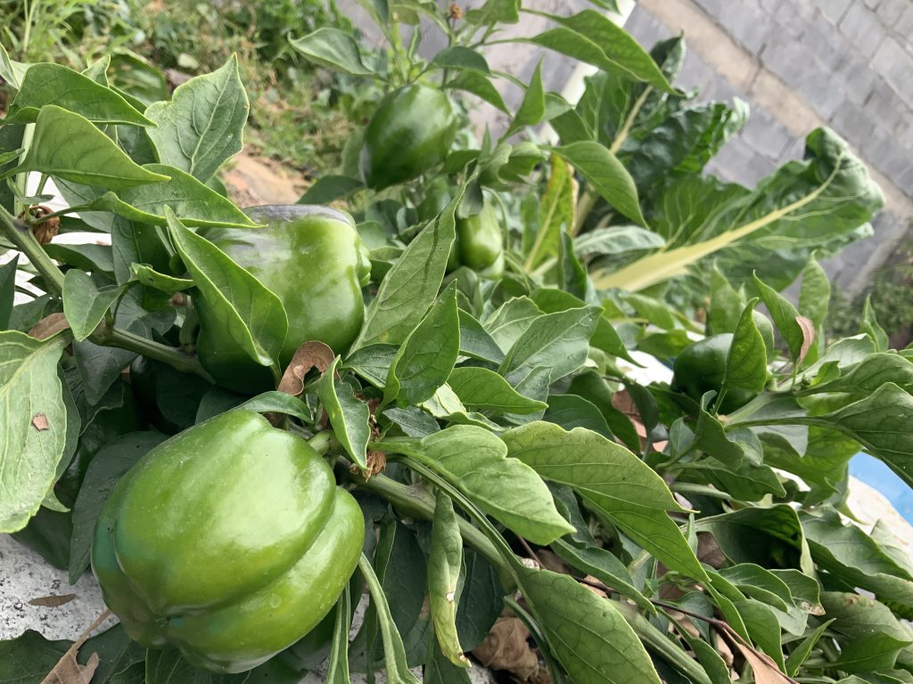 NUESTRA SEDE esp – Ciudad Maravilla